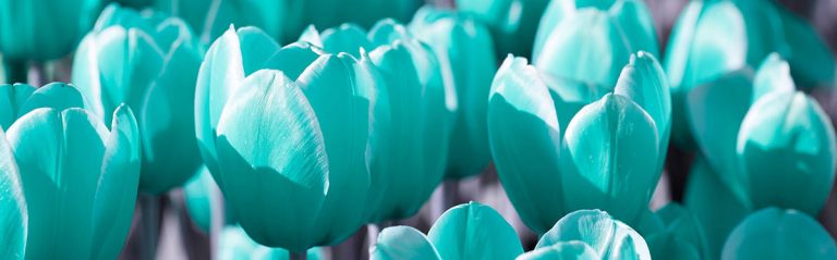 Tiffany Blue Color - What It Is and How to Use and Pair with It - Homenish
