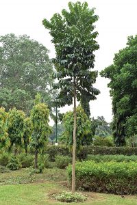 8 Different Types of Teak Wood (with Pictures) - Homenish