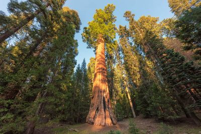 Types of Redwood and Their Uses