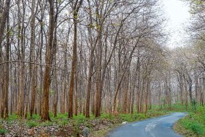 8 Different Types of Teak Wood (with Pictures) - Homenish