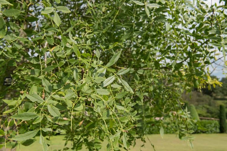 12 Different Types of Ash Wood (with Pictures)