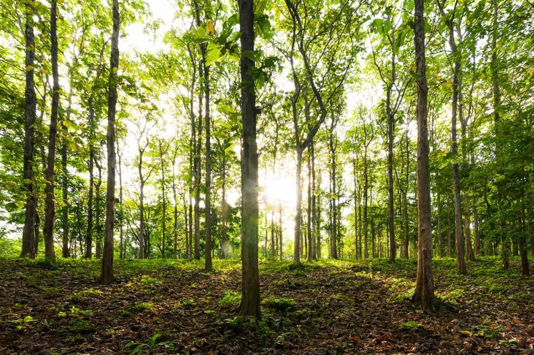 8 Different Types of Teak Wood (with Pictures) - Homenish