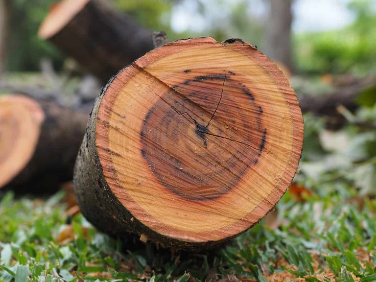 6 Different Types of Mahogany Wood (Photos Inc.)