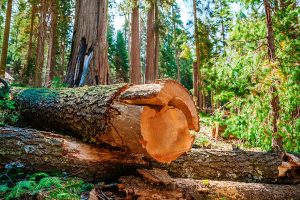 Types of Redwood and Their Uses