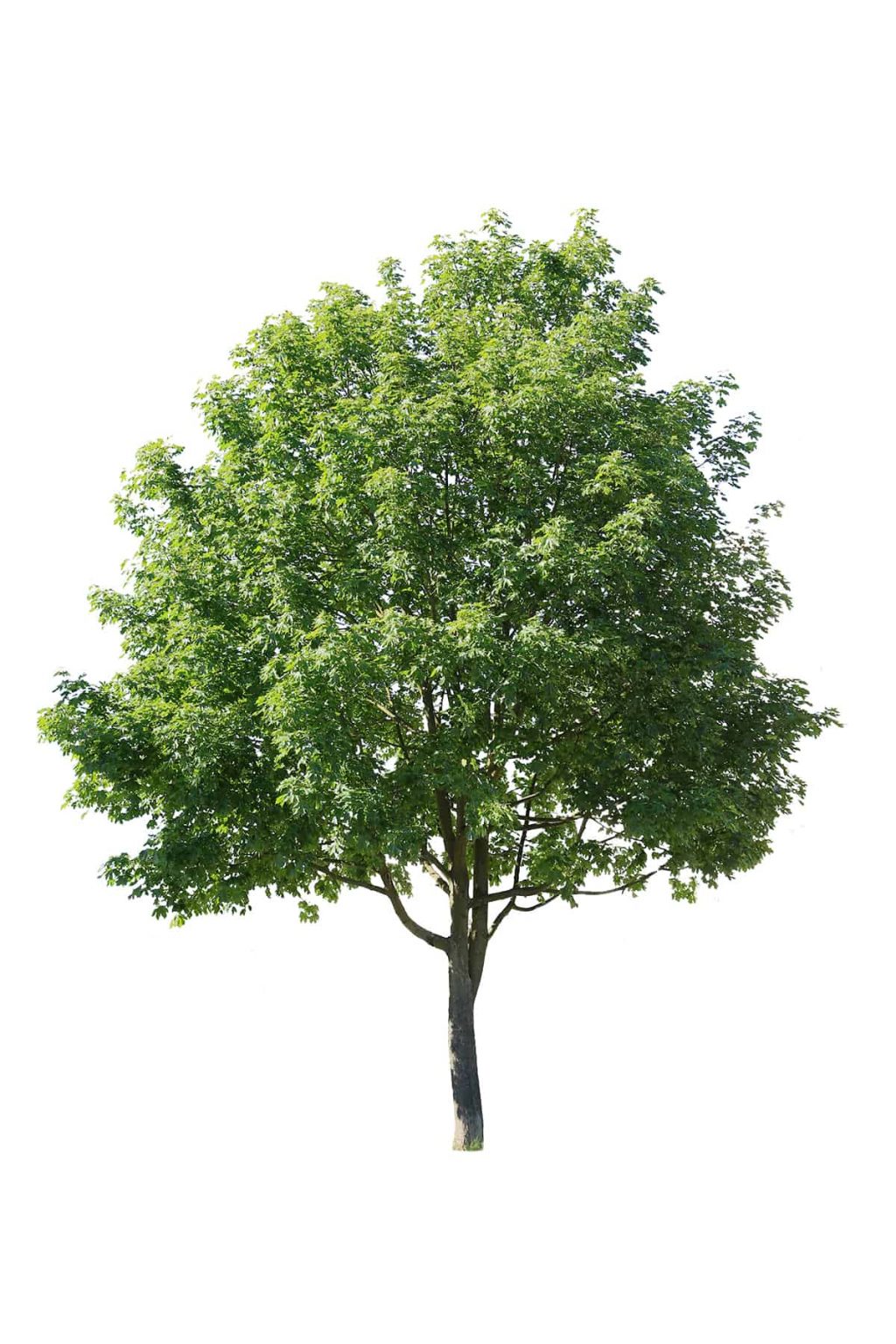 12 Different Types of Ash Wood (with Pictures)