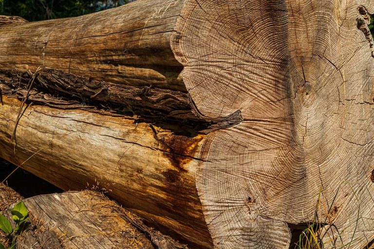 10 Types of Cedarwood (with Pictures)