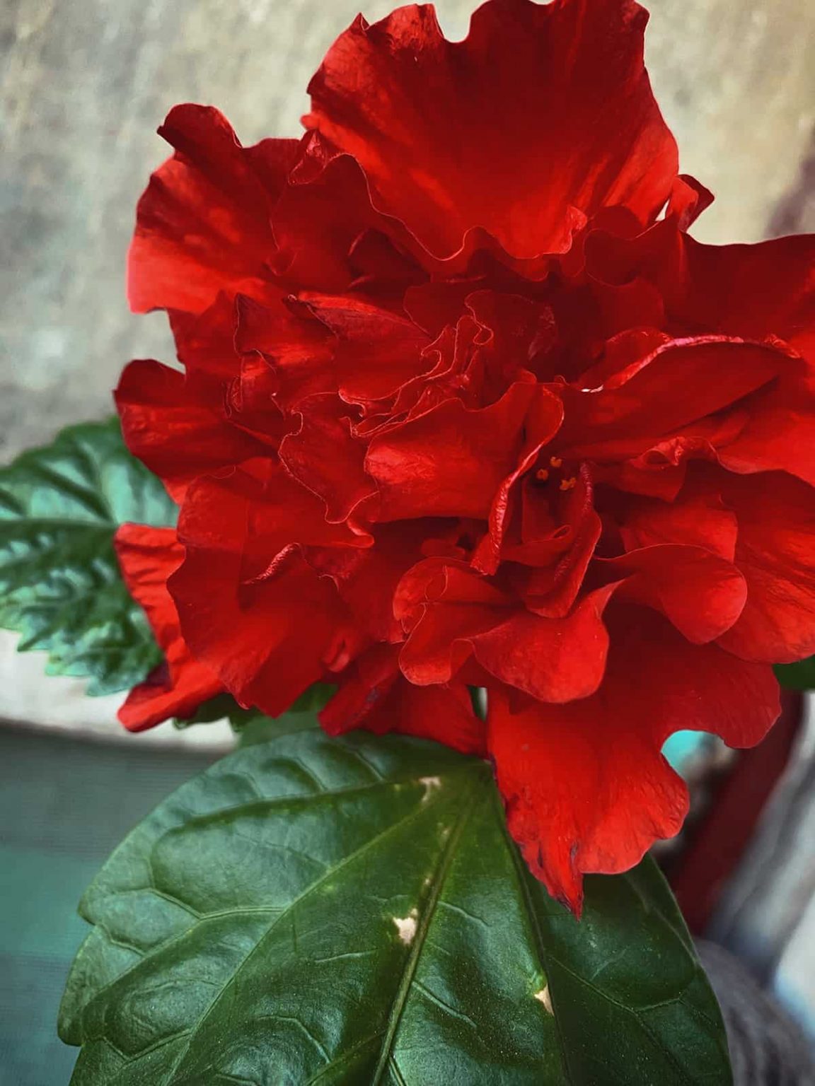 What Color is Crimson? Colors that Go with Crimson