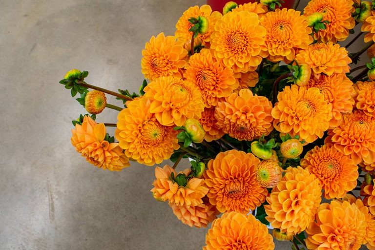 What Color is Marigold? What Colors Go Well with Marigold?