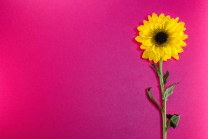 What Color Is Cerise? How to Use Cerise